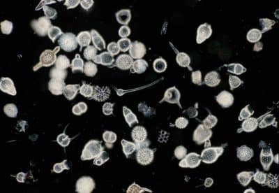 Le bactérioplancton | bactéries marines