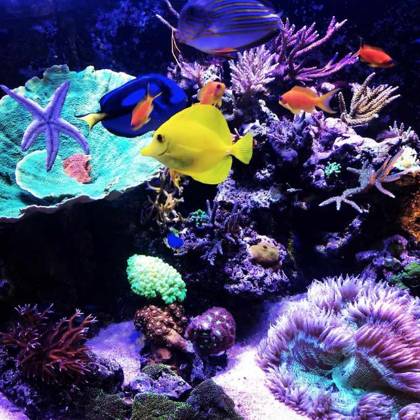 Aquarium récifal au plus proche du naturel est-il possible