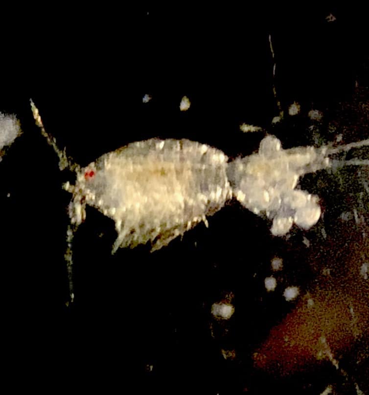 L'importance du zooplancton dans un aquarium récifal